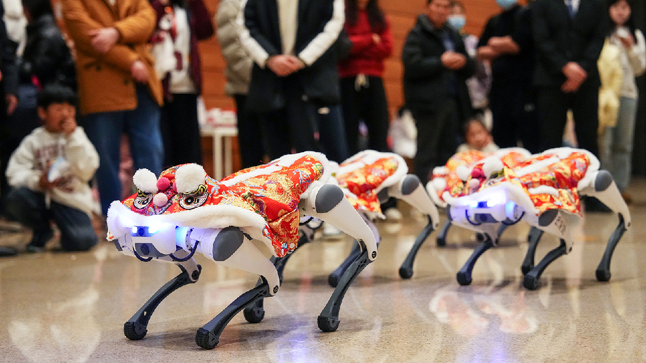 Robot dogs join Spring Festival fun as mini 'lion dancers' - CGTN