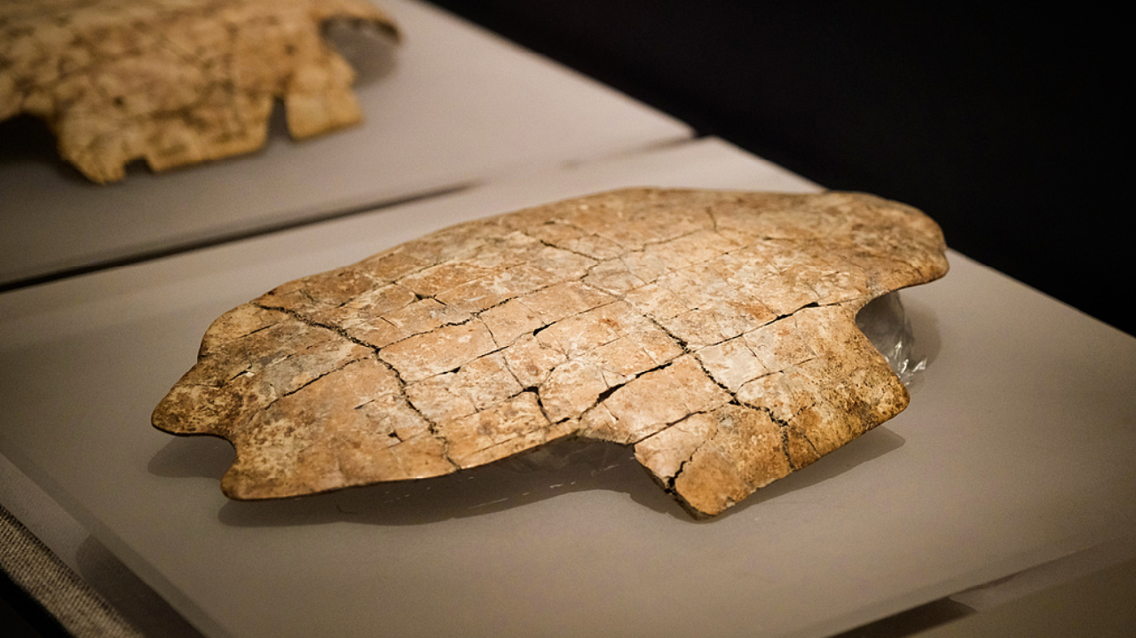 Oracle bone script meets modern design in the Year of the Snake - CGTN