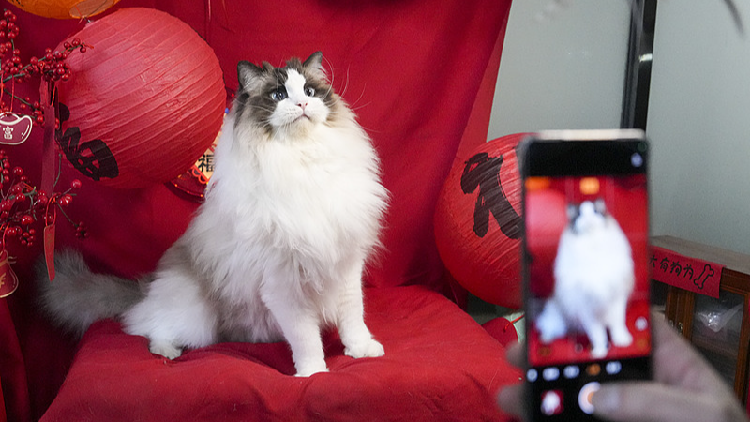 Pets stealing the show: How furry friends celebrate Chinese New Year - CGTN