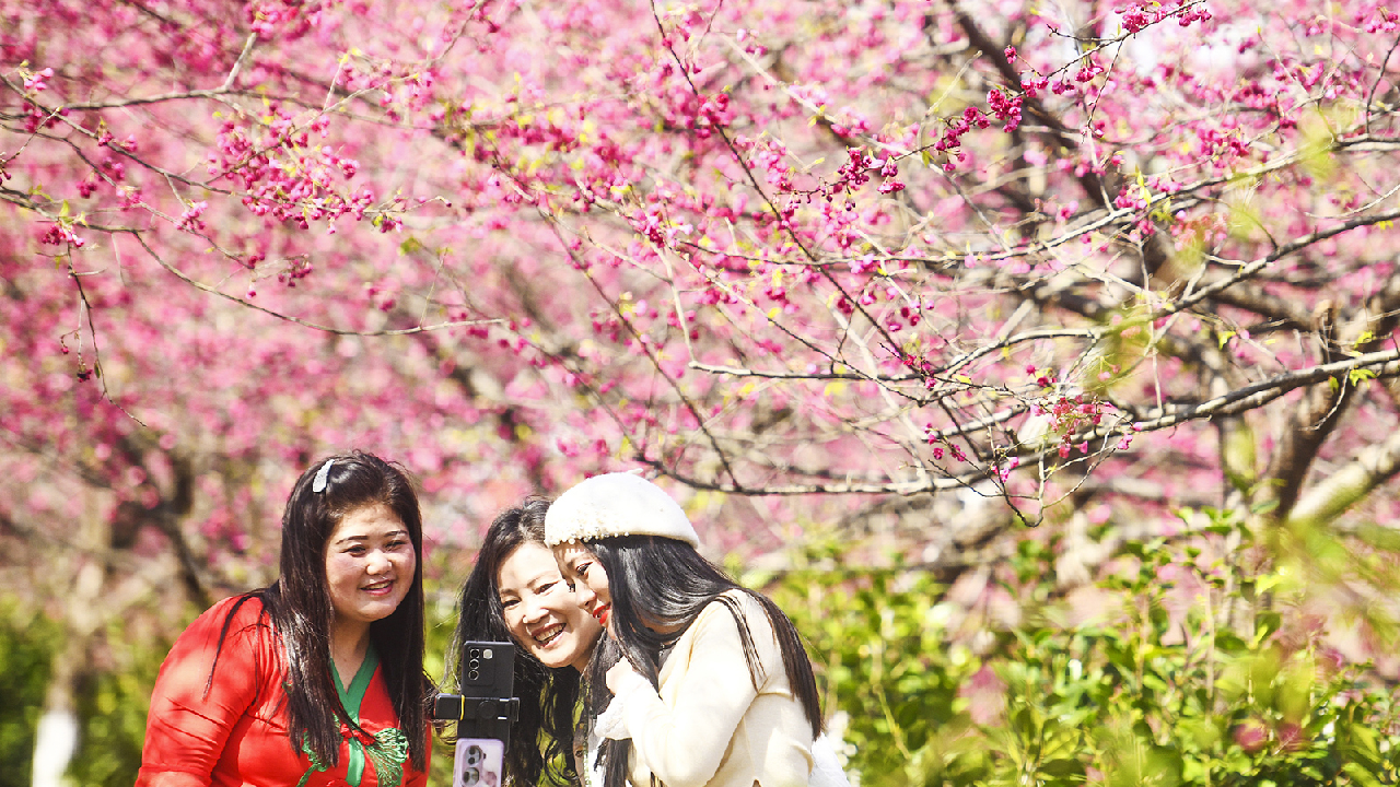 Spring strolls among the cherry blossoms - CGTN