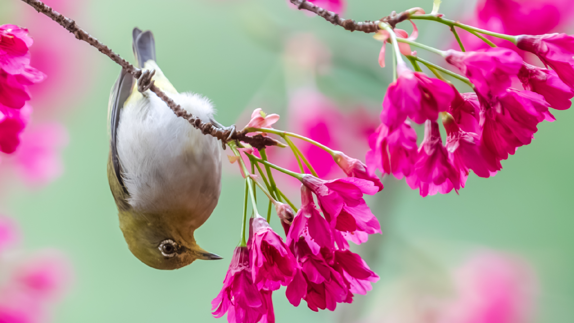Swinhoe's white-eye feeds on flowering cherry blossoms - Autaski.com