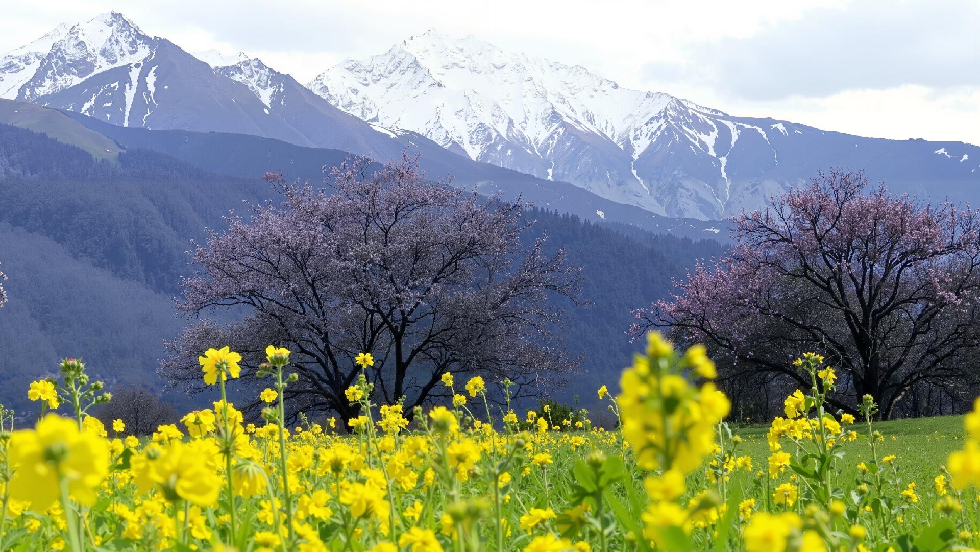 Spring in Nyingchi: Blush blossoms and white peaks - CGTN