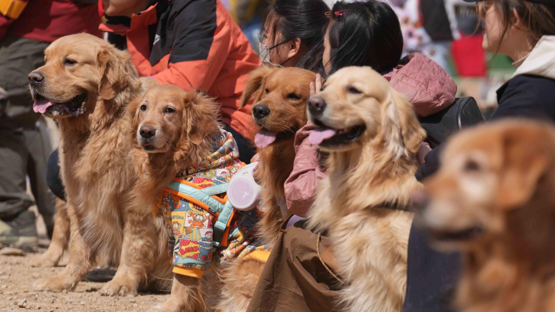 Dogs and their owners enjoy a hike in Beijing - CGTN