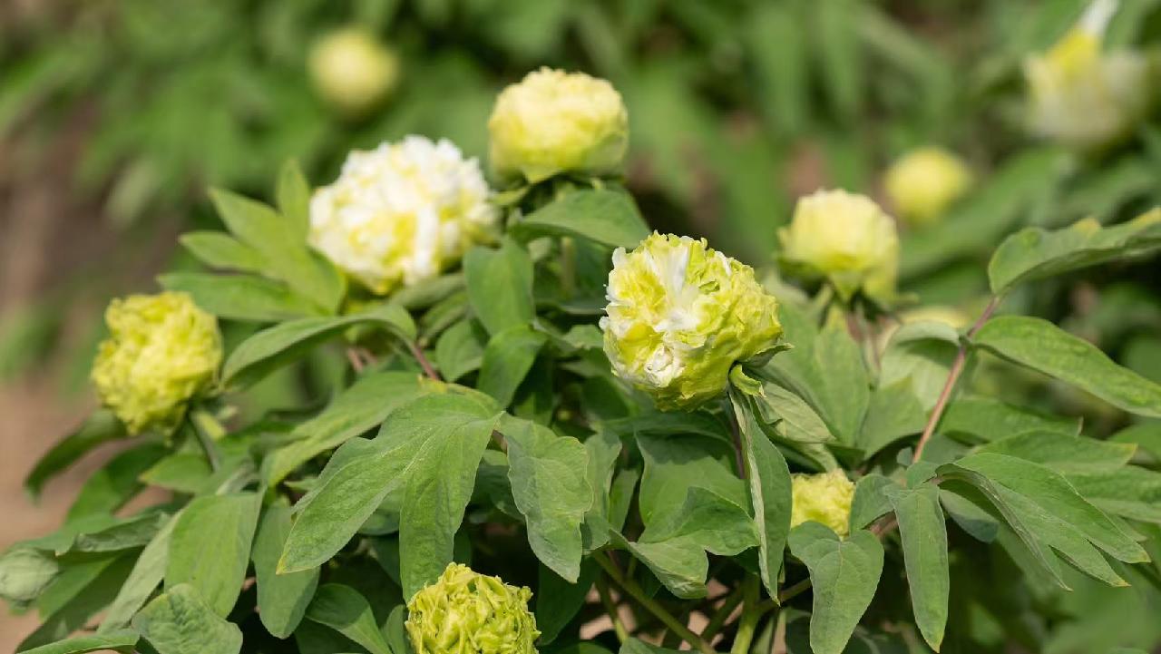 China in full bloom: Peonies captivating the world - CGTN