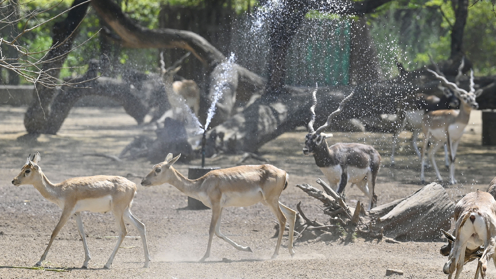 Heatwave hits Indian capital, other parts - CGTN