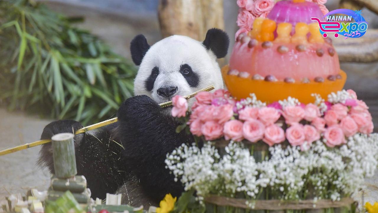 Live: Panda brothers play at Hainan Tropical Wildlife Park - CGTN
