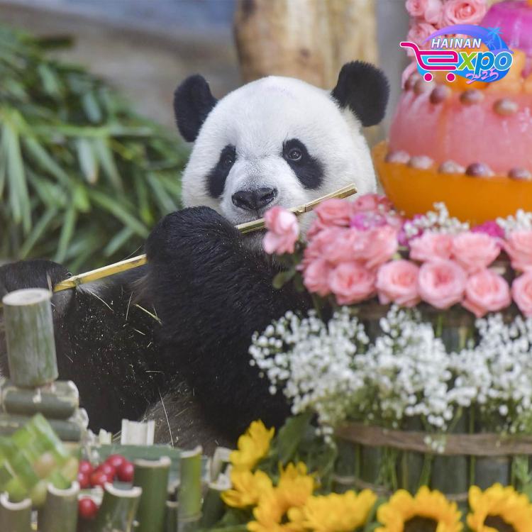 Live: Panda brothers play at Hainan Tropical Wildlife Park - CGTN