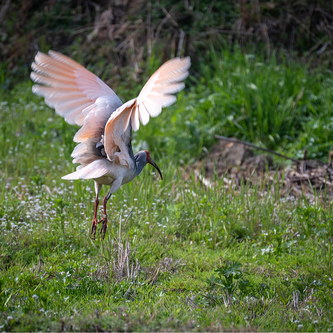 Live: Unveil the enchanting world of crested ibis breeding in China - CGTN