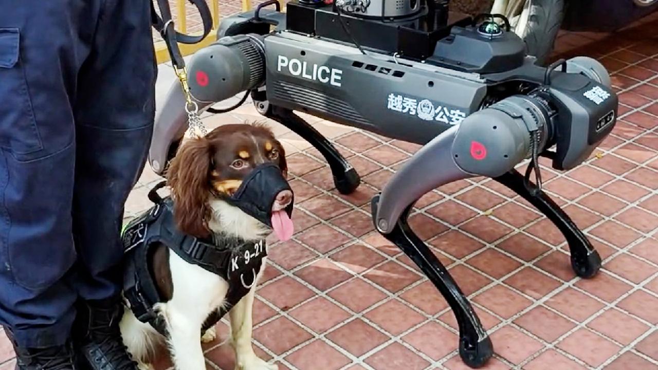 Real vs. robotic: An encounter between two police dogs - CGTN