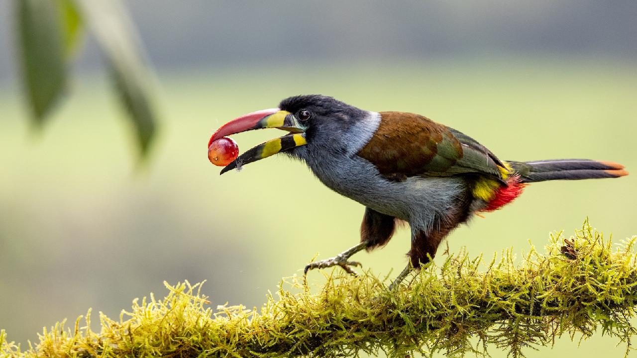 Chinese scientists uncover why birds tolerate sour tastes - CGTN