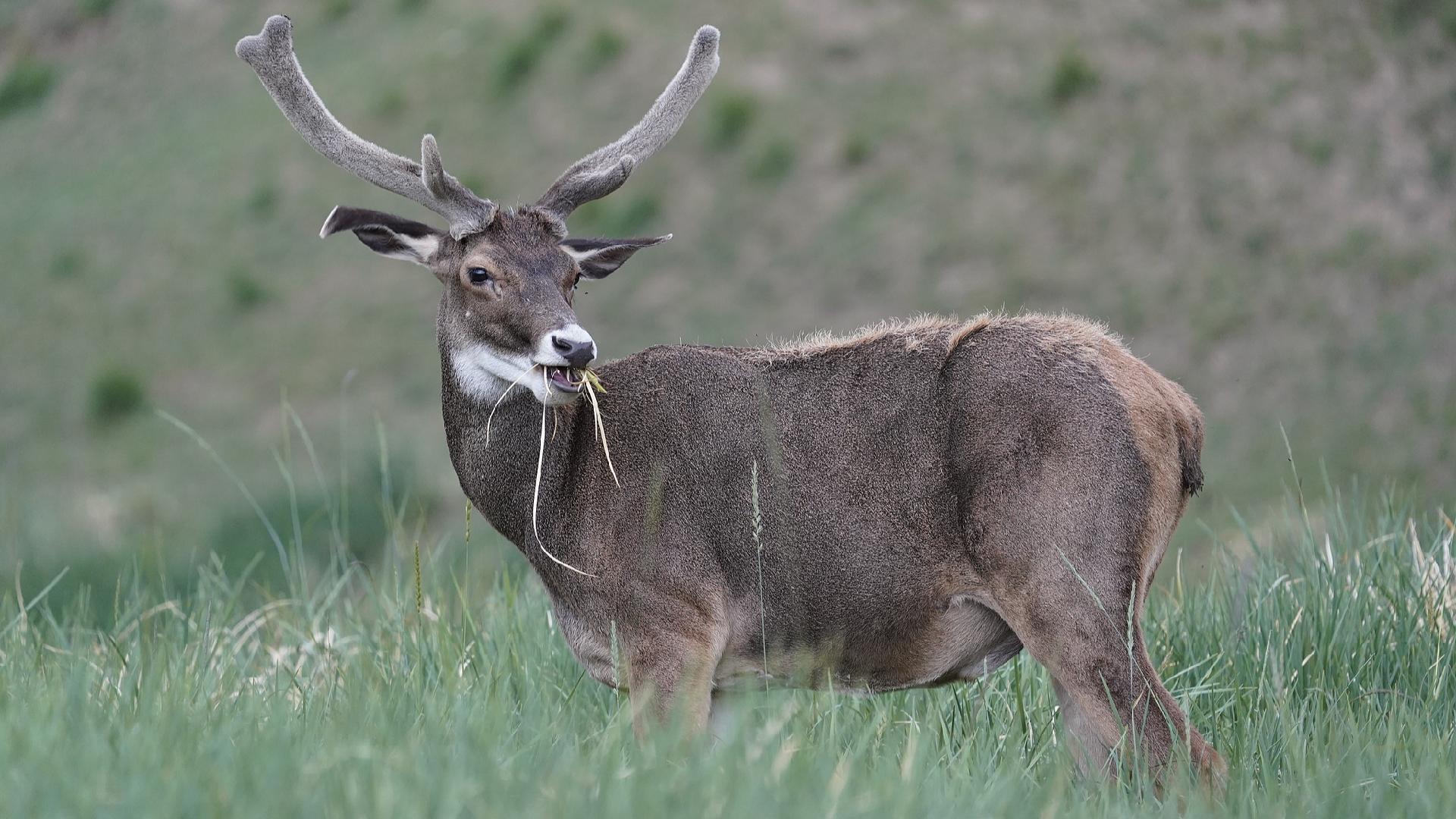 Role of gut microbiome for cervids on Qinghai-Xizang Plateau uncovered ...