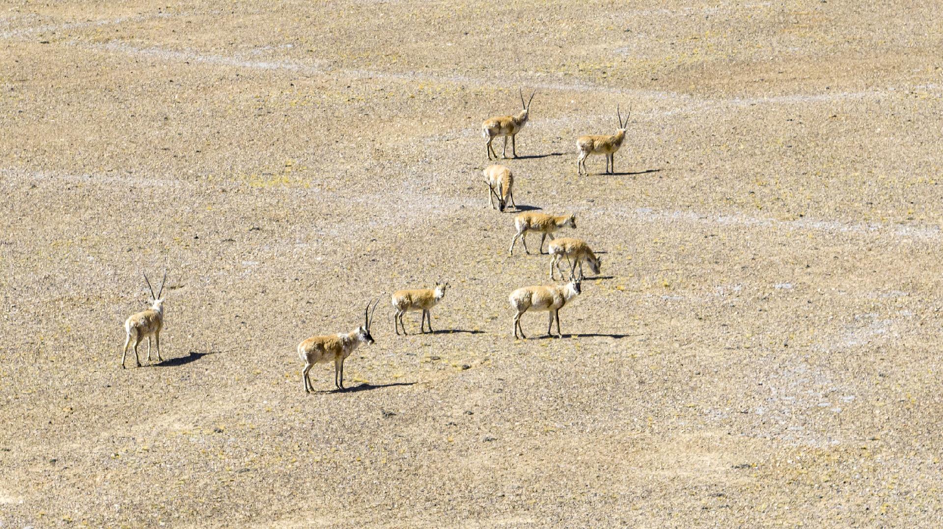 Live: Explore Altun Shan Nature Reserve for Tibetan antelopes' calving ...