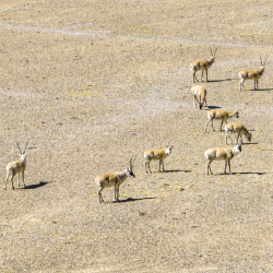 Live: Explore Altun Shan Nature Reserve for Tibetan antelopes' calving ...