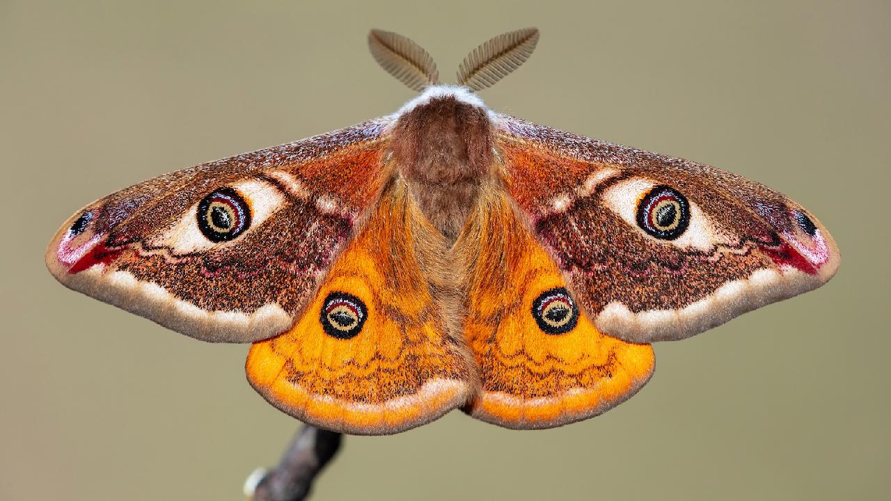 Researchers find moths 'listen to' ultrasonic sound from tomato plants ...