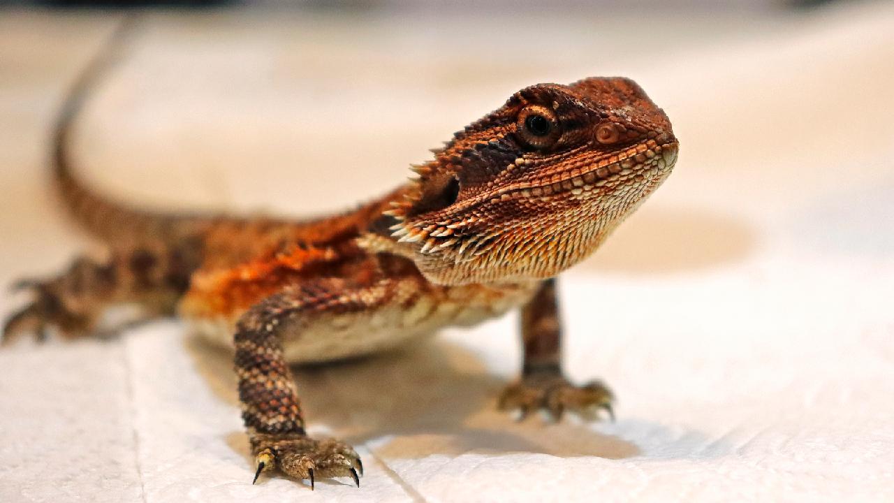Speedy lizards face higher risk of death, study finds - CGTN