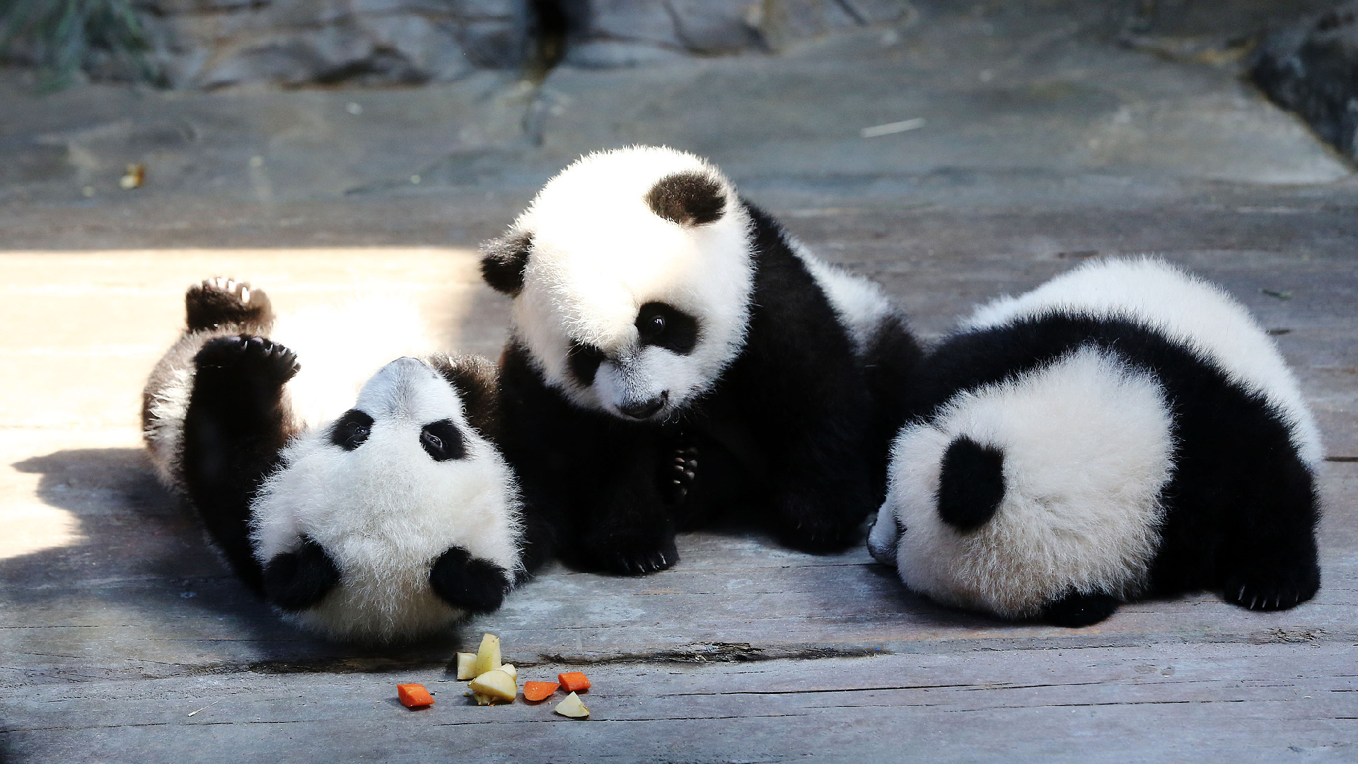 Live: The 11th birthday of world's only panda triplets in China - CGTN