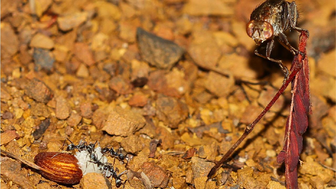 The great seed thief: A fly's role in rewriting plant science - CGTN