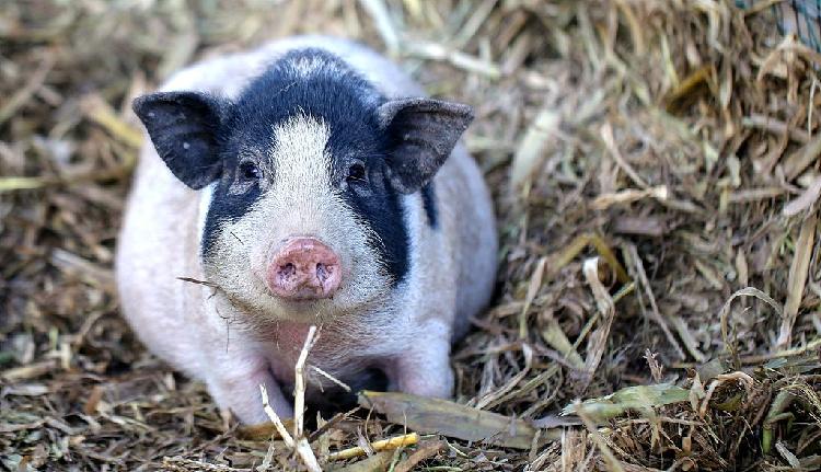 World's first gene-edited pig lung transplanted into human body - CGTN