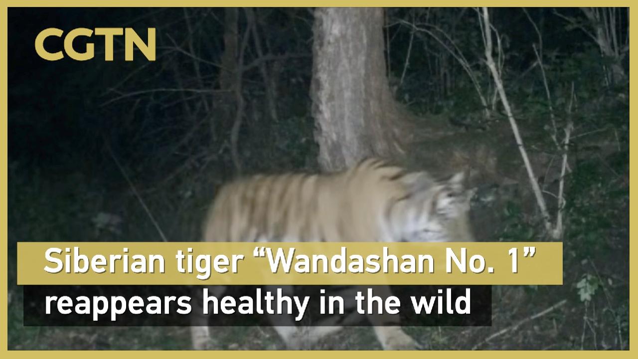 Siberian tiger Wandashan No.1 reappears healthy in the wild - CGTN