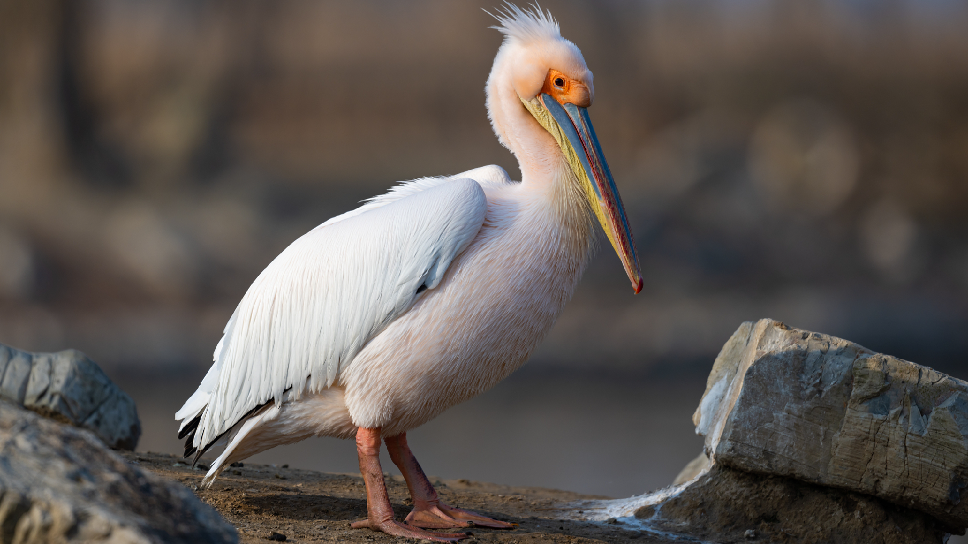 China to launch three-year campaign to strengthen bird protection - CGTN