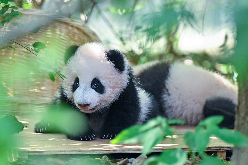 Adorable panda cubs make debut at Chengdu research base - CGTN