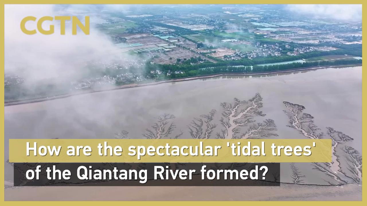 How are the spectacular 'tidal trees' of the Qiantang River formed? - CGTN