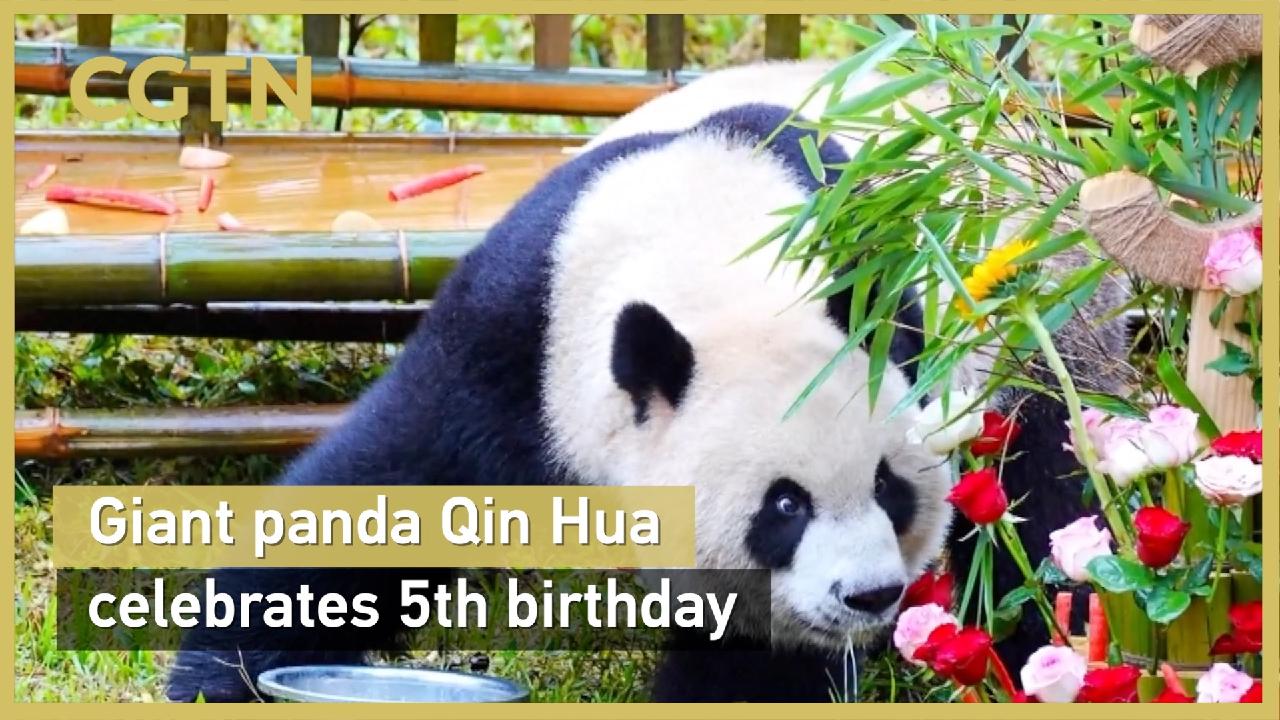 Giant panda Qin Hua celebrates 5th birthday - CGTN