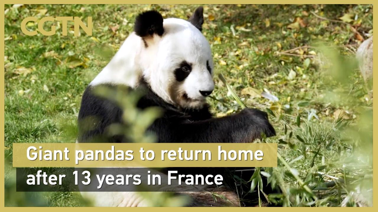 Giant pandas to return home after 13 years in France - CGTN