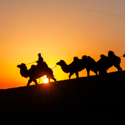Live: Alxa right banner camels' annual trek in progress - CGTN