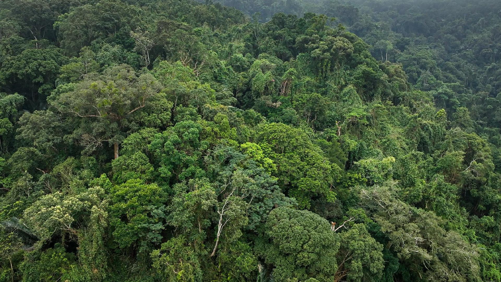 A look inside China's Hainan Tropical Rainforest National Park - CGTN