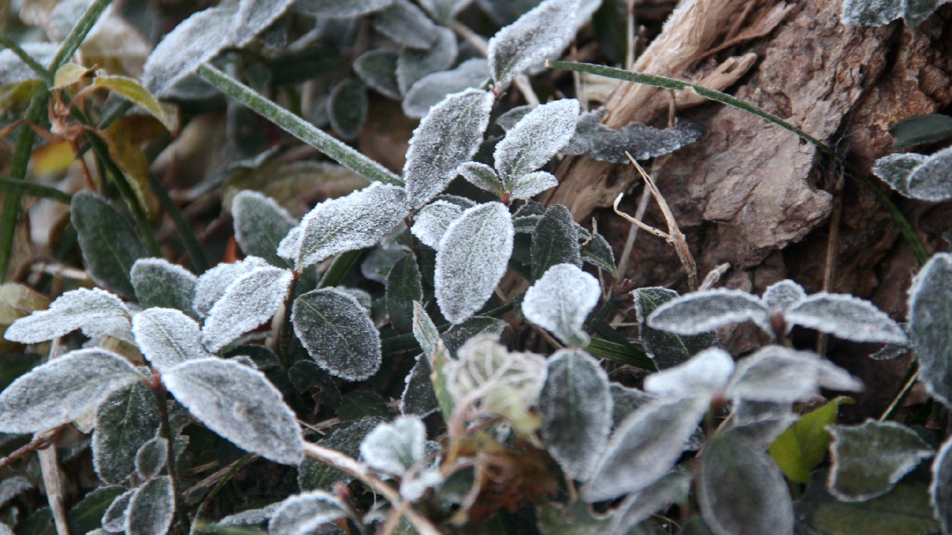 Successive cold snaps to bring chills, wind and snow to China - CGTN