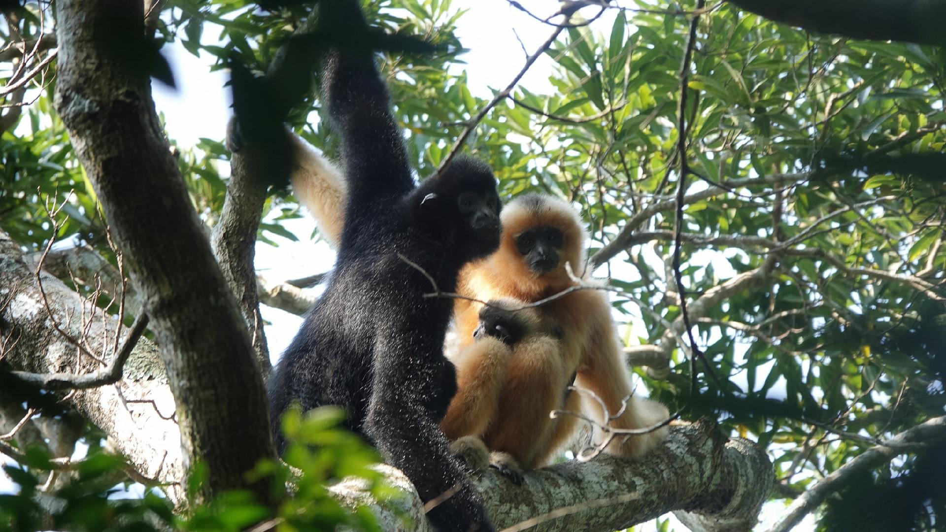 China has saved the world's rarest primate from extinction - CGTN