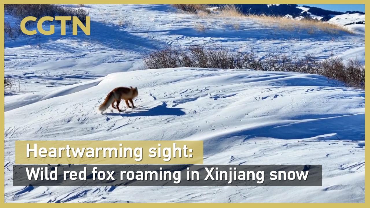 Heartwarming sight: wild red fox roaming in Xinjiang snow - CGTN