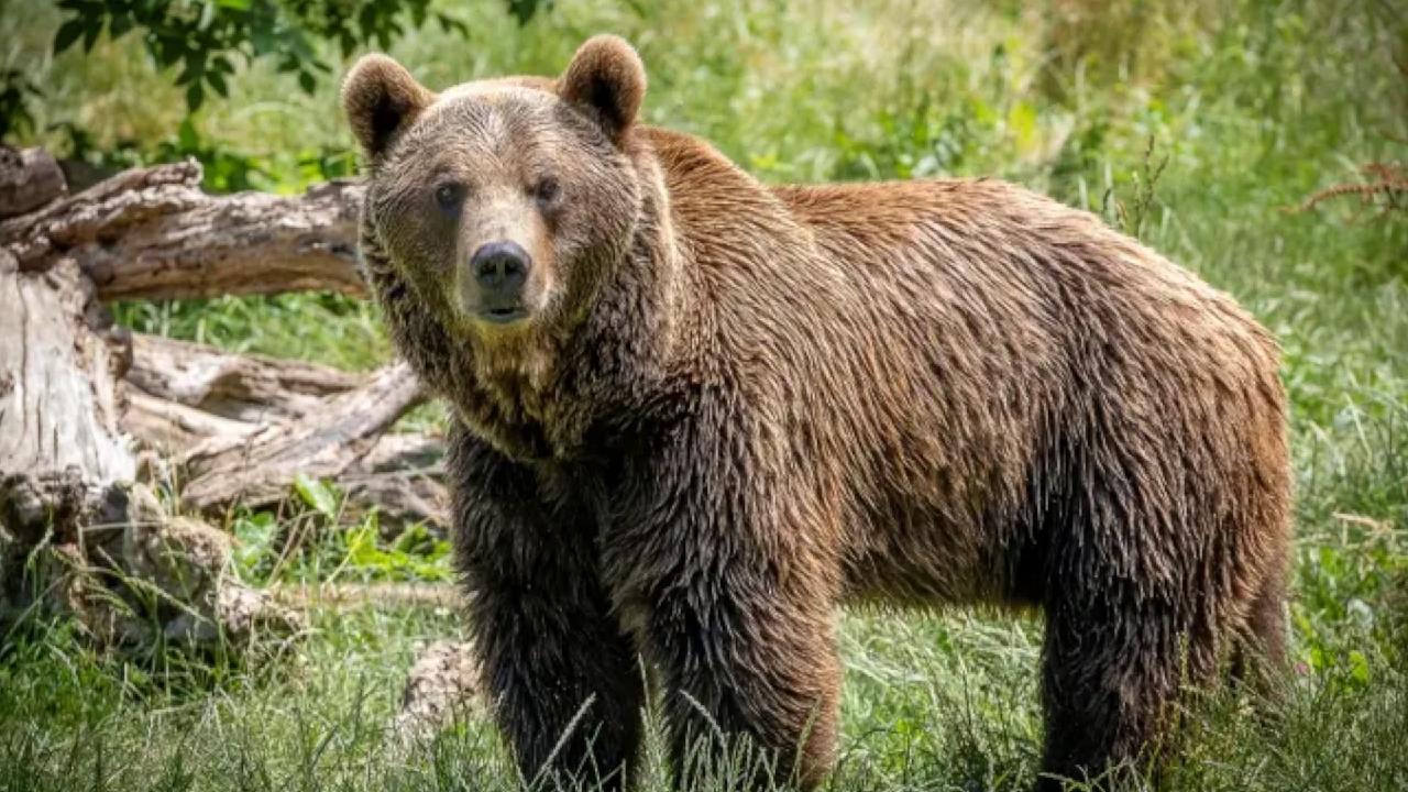 Japan authorizes police to shoot wild bears in populated areas - CGTN