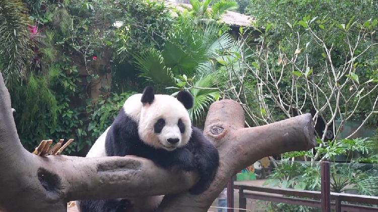 Live: Endearing moments of giant pandas in S China's Hainan Province - CGTN