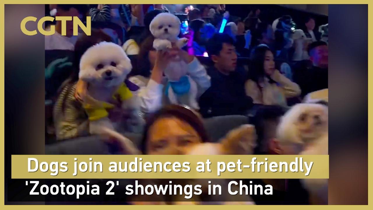 Dogs join audiences at pet-friendly 'Zootopia 2' showings in China - CGTN
