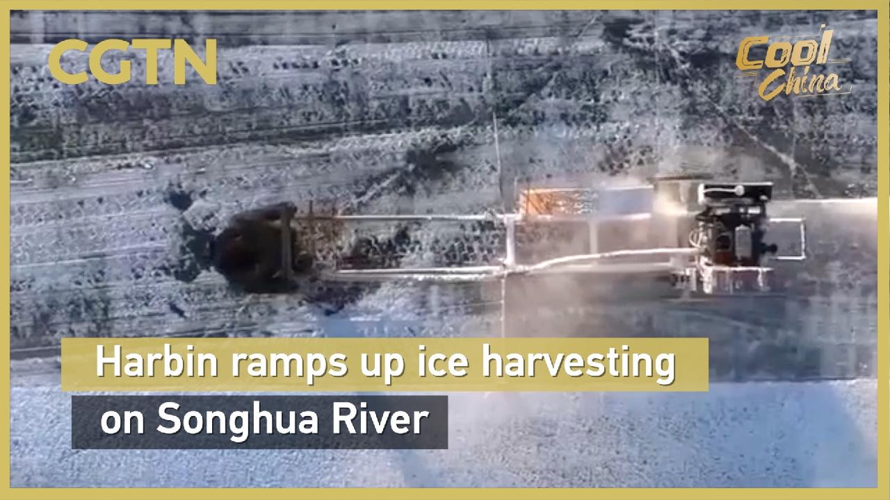 Harbin ramps up ice harvesting on Songhua River - CGTN