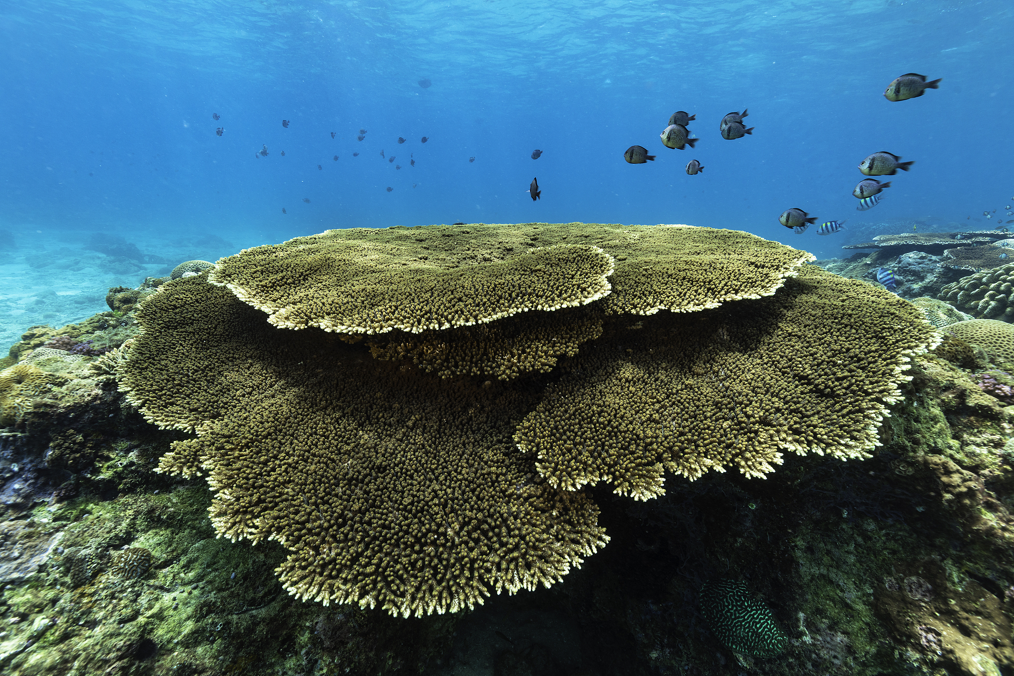 Marine ecology off south China's Hainan Island remains favorable - CGTN