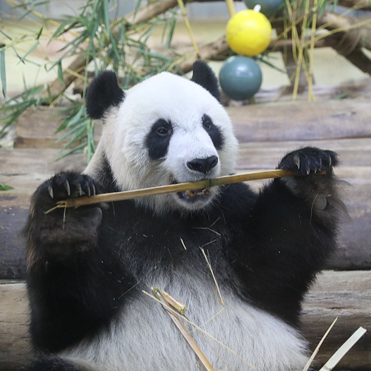 Live: Endearing moments with giant pandas in Hainan – Ep. 6 - CGTN