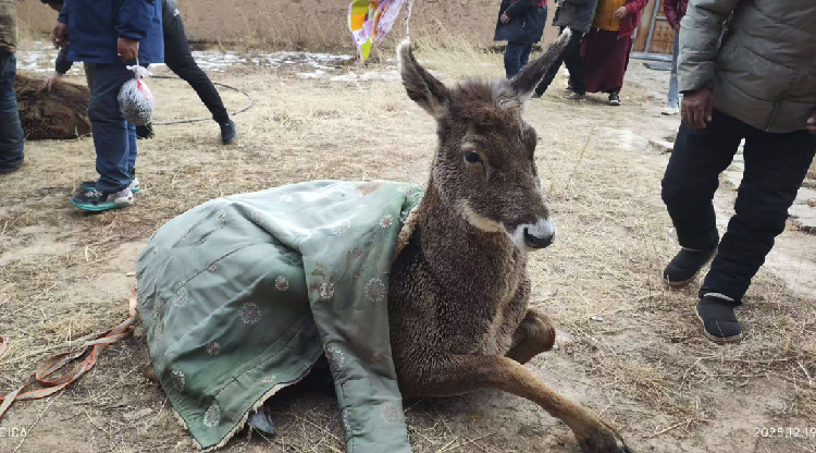 Endangered white-lipped deer rescued from freezing river in SW China - CGTN