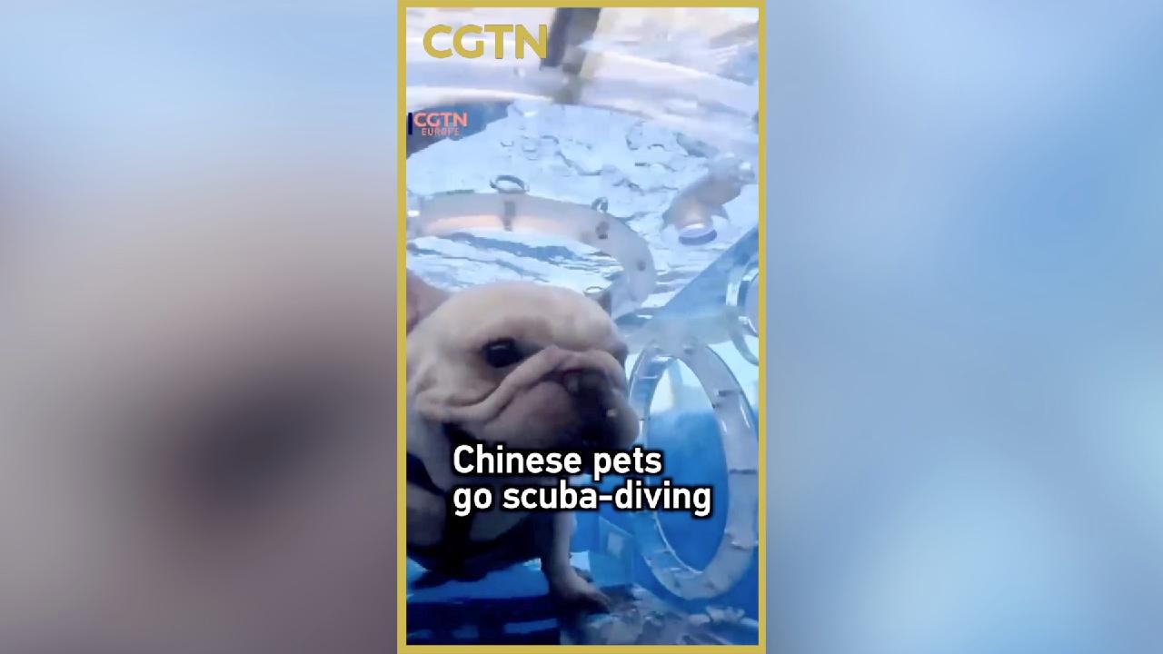 Chinese pets go scuba diving - CGTN