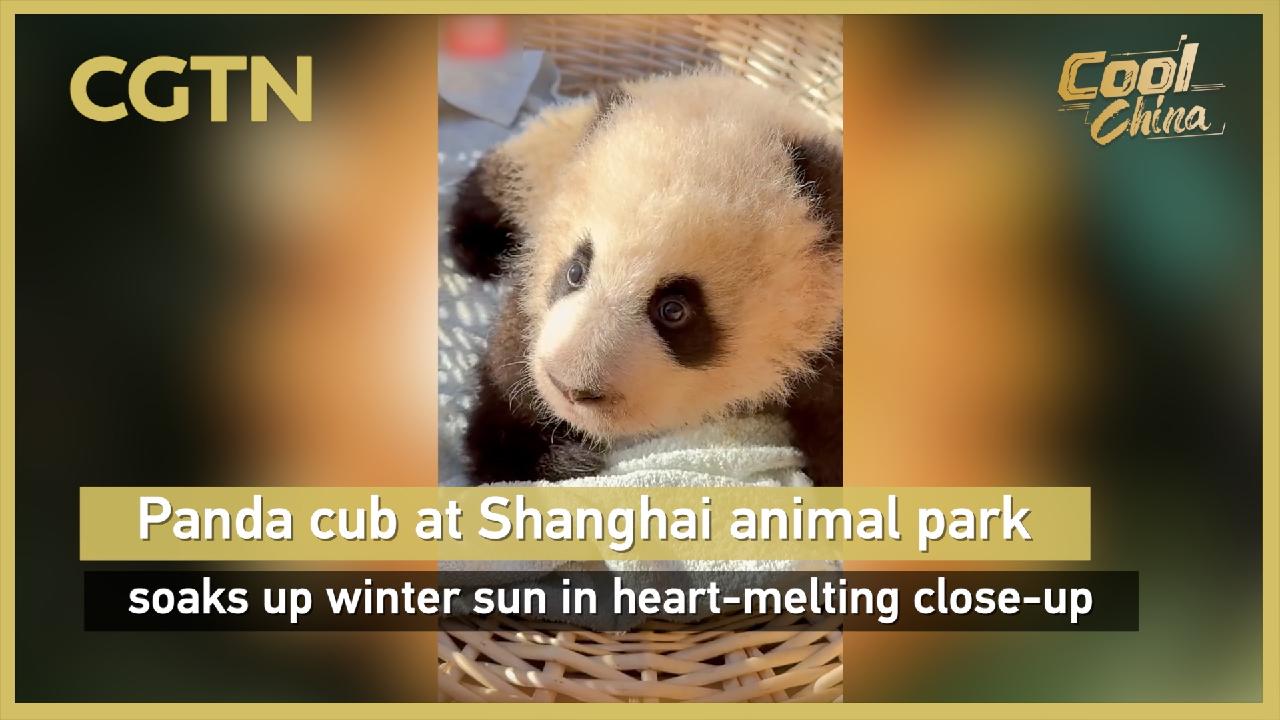 Panda cub at Shanghai animal park soaks up winter sun - CGTN