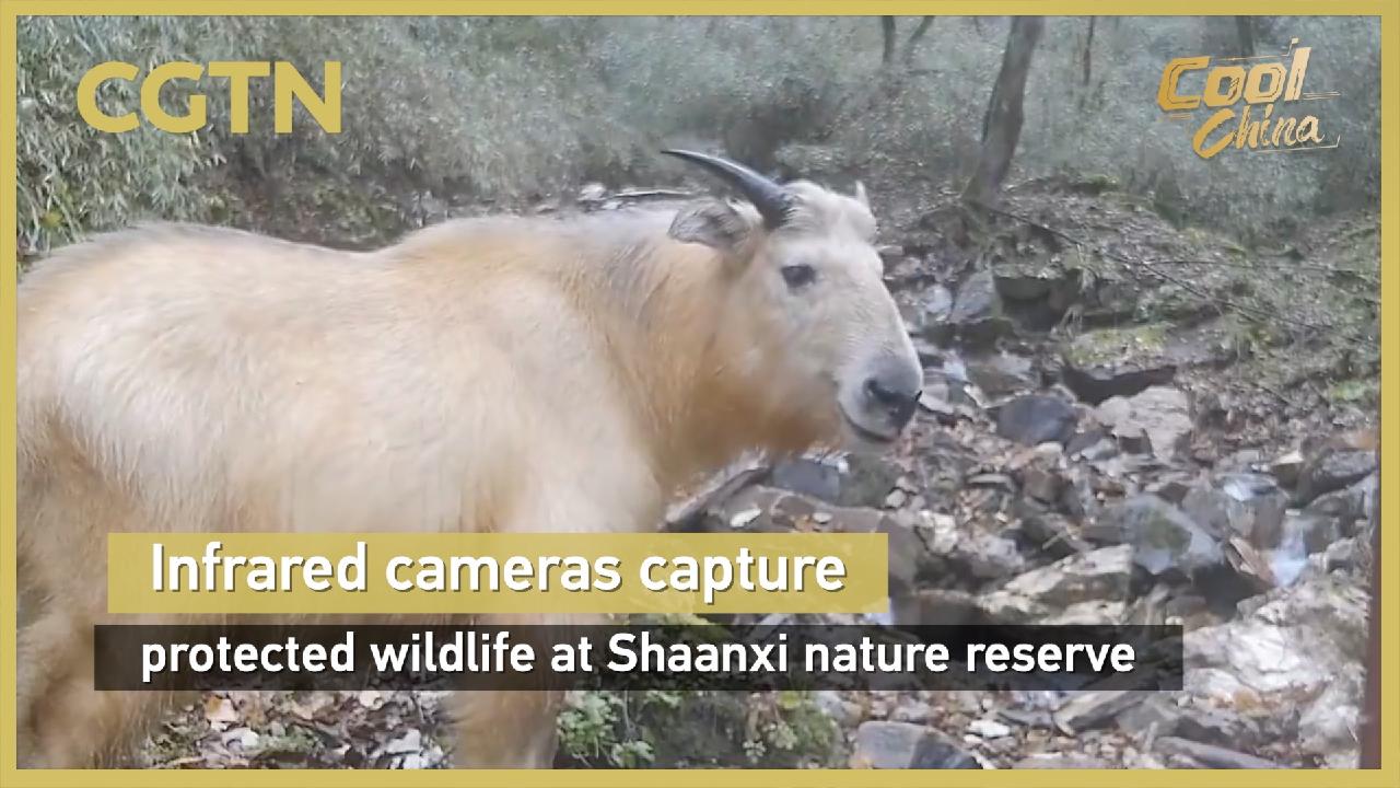 Infrared cameras capture protected wildlife at Shaanxi nature reserve ...