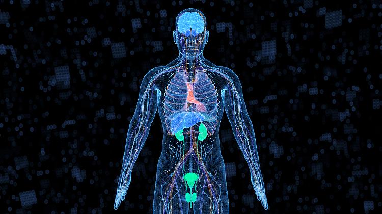 Chinese researchers establish new model to predict human organ aging - CGTN