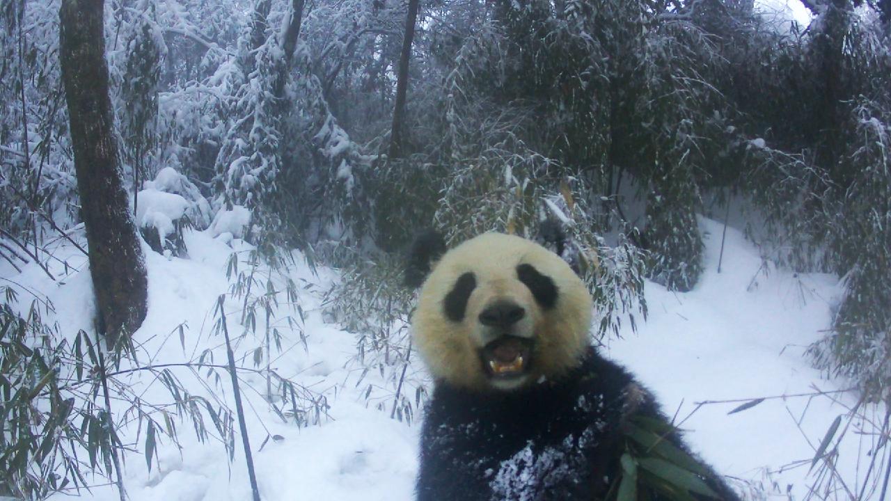 One year in the Giant Panda National Park - CGTN