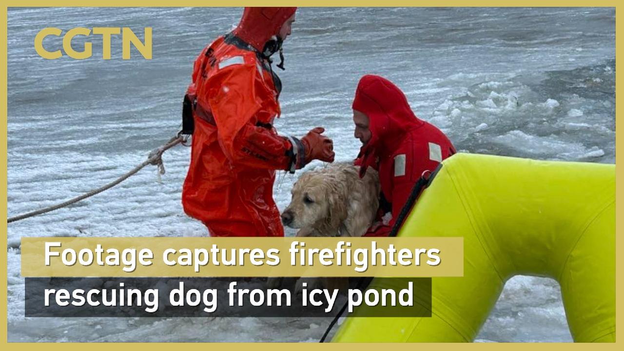 Footage captures firefighters rescuing dog from icy pond - CGTN