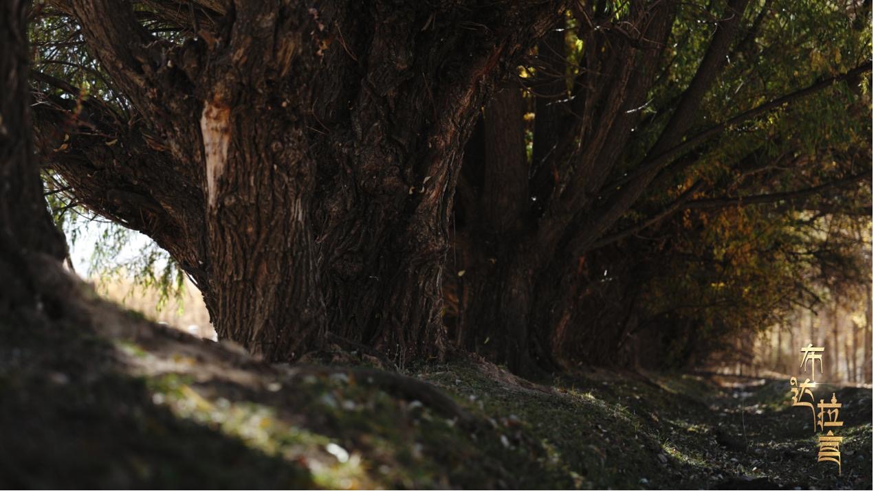 Lhalu Wetland: Protecting the 'Lung of Lhasa' - CGTN