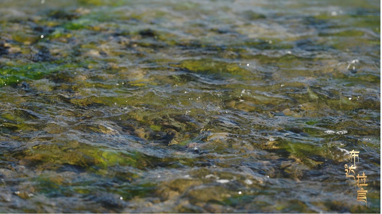 Lhalu Wetland: Protecting the 'Lung of Lhasa' - CGTN