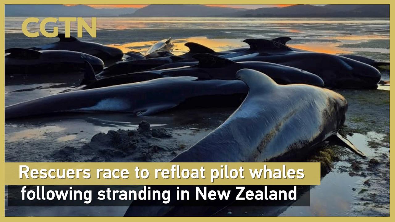 Rescuers race to refloat pilot whales after stranding in New Zealand - CGTN
