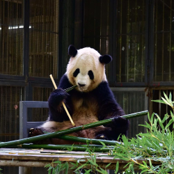 Live: Let's virtually explore Fuzhou Panda World in China's Fujian - CGTN